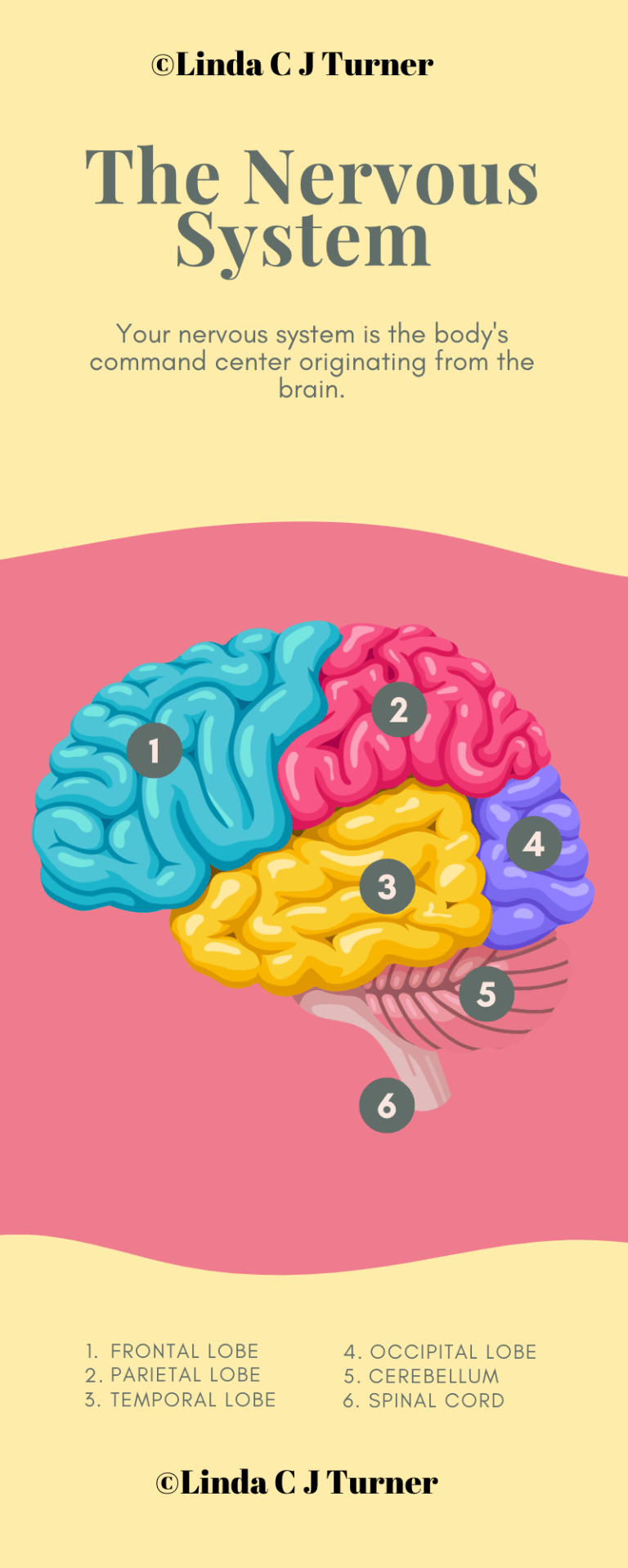 Lying and Brain Structure – Linda C J Turner | Trauma Therapist ...