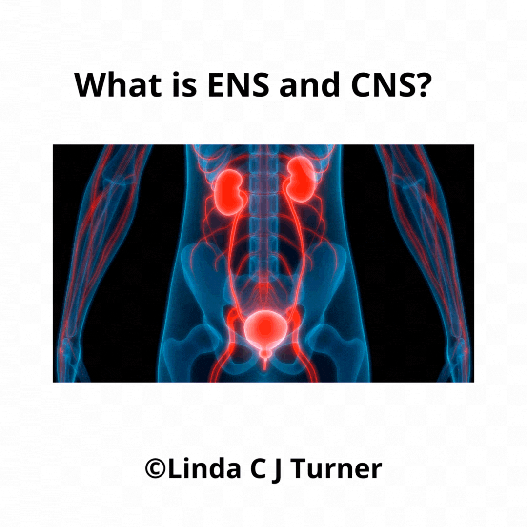 What Is Neuroscience? – Linda C J Turner | Trauma Therapist & Emotional ...